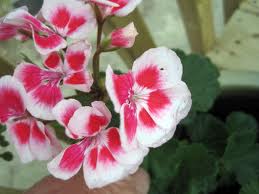 Zonal Geraniums