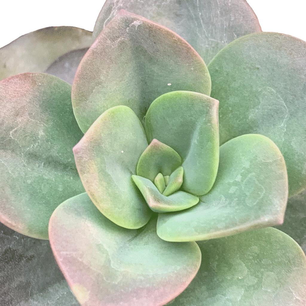 Succulents