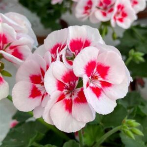 Zonal Geraniums